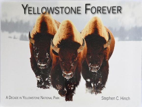 'Yellowstone Forever' features park's best-loved creatures