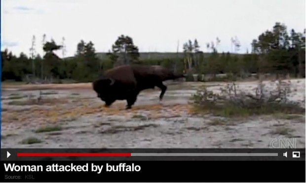 Video shows object hitting attacking bison