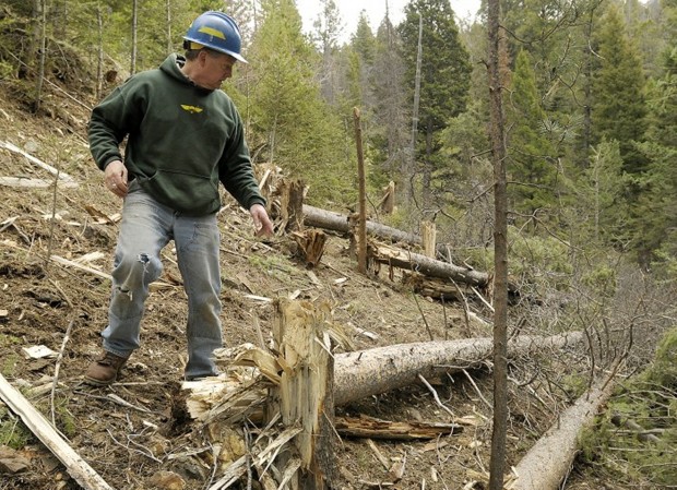 Forest Service workers fell trees with explosives
