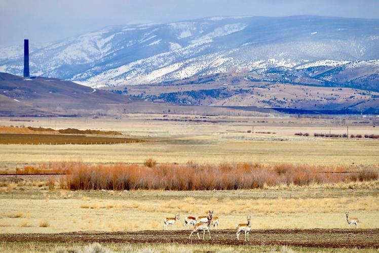 Panel begins review of the longest intact pronghorn migration in North ...