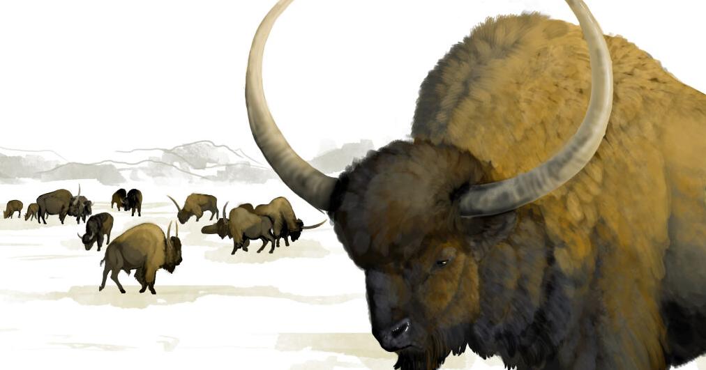 From studying bison across history, anthropologist reveals unique ...