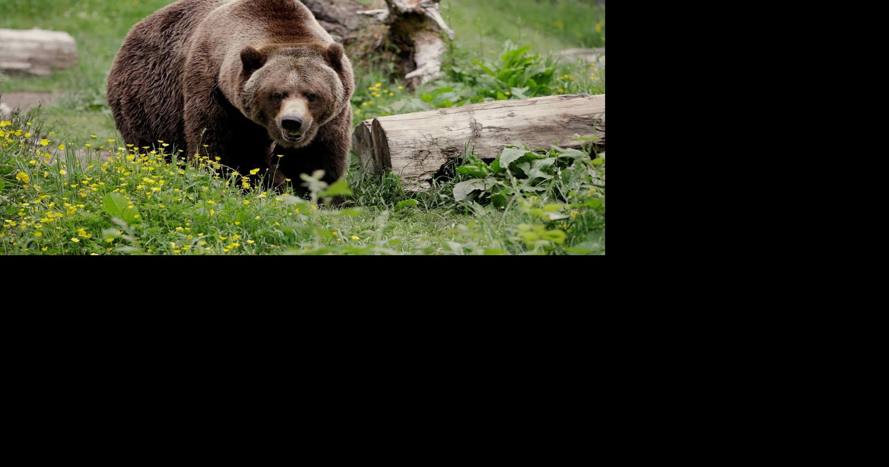 Nick Gevock: Grizzly kill permits put ranchers above all others on ...