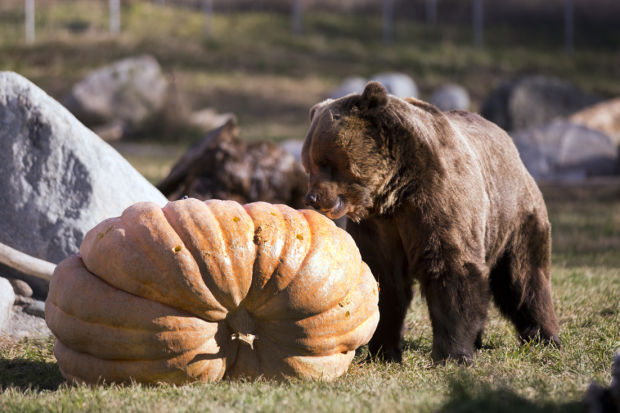 Feature video and photos: 600-pound bear receives a 770-pound pumpkin treat
