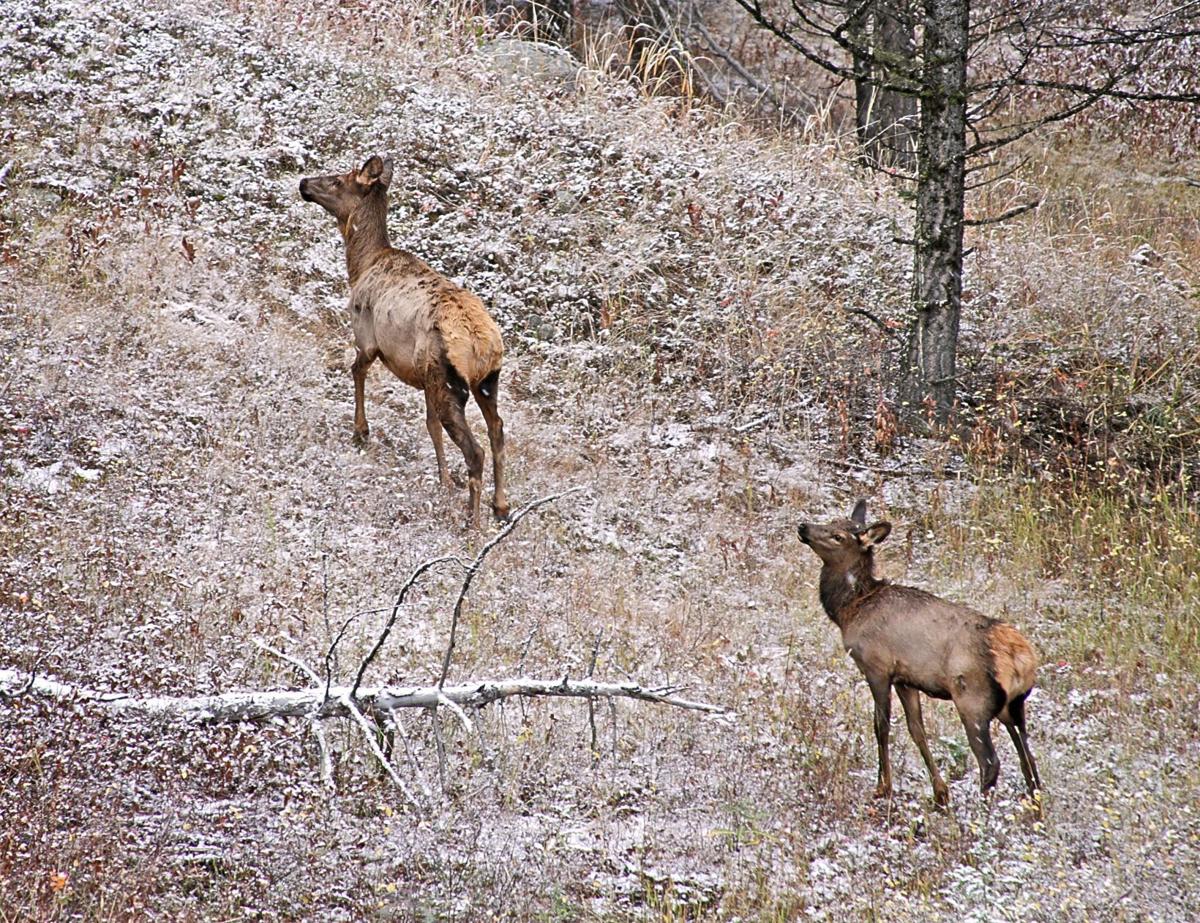 Yellowstone elk classification survey shows bull numbers up