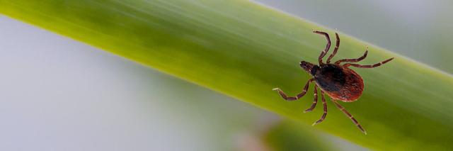 Guest view: Get to know more about Lyme disease