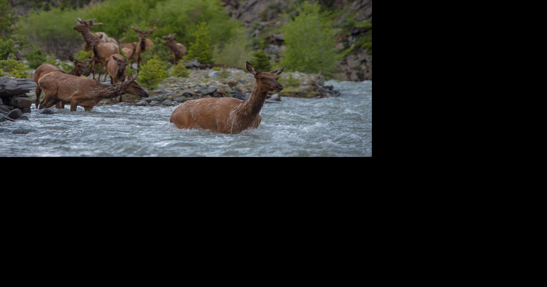 New film documents epic Yellowstone elk migration