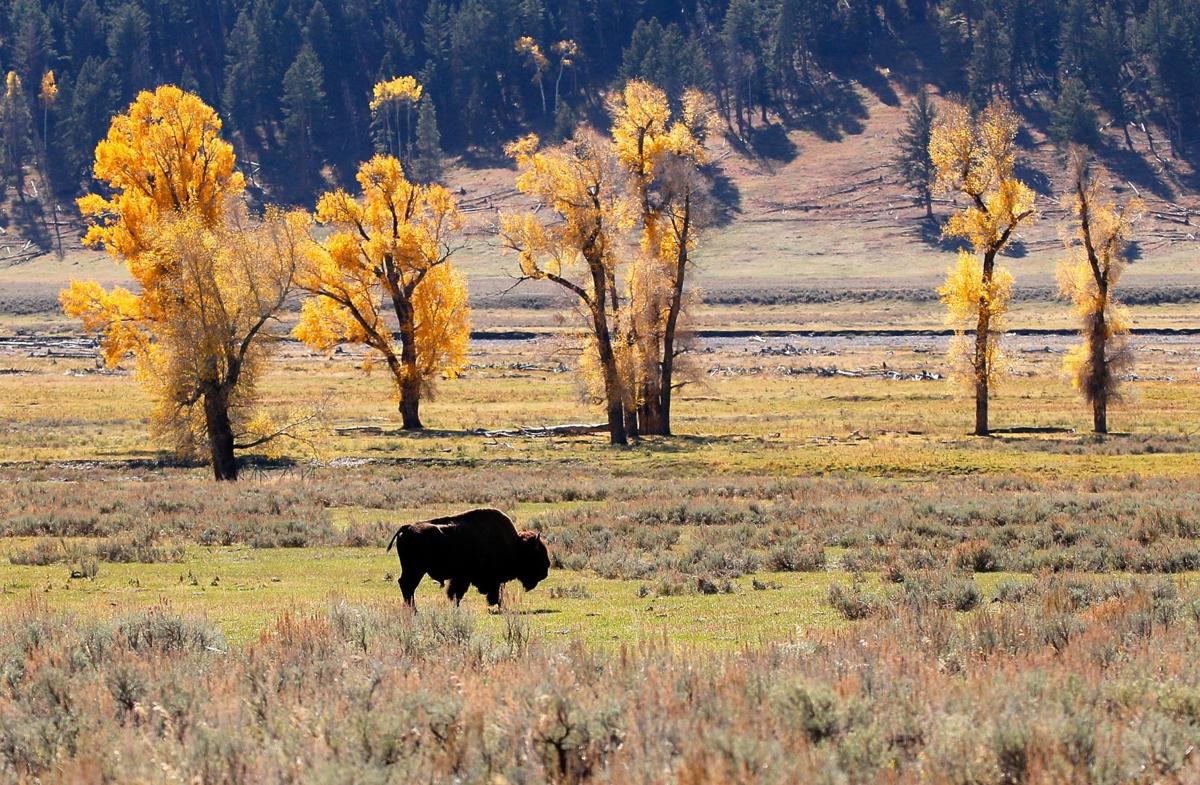 Why fall is breathtaking in Yellowstone and Grand Teton parks | Montana ...