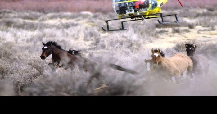 BLM taking comments about helicopter roundups