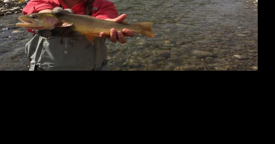 Project removes barriers to Snake River cutthroat trout migration