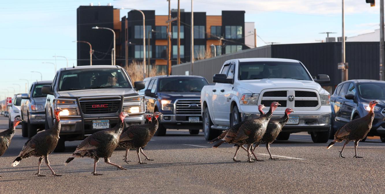 Wild turkeys stop traffic in downtown Billings