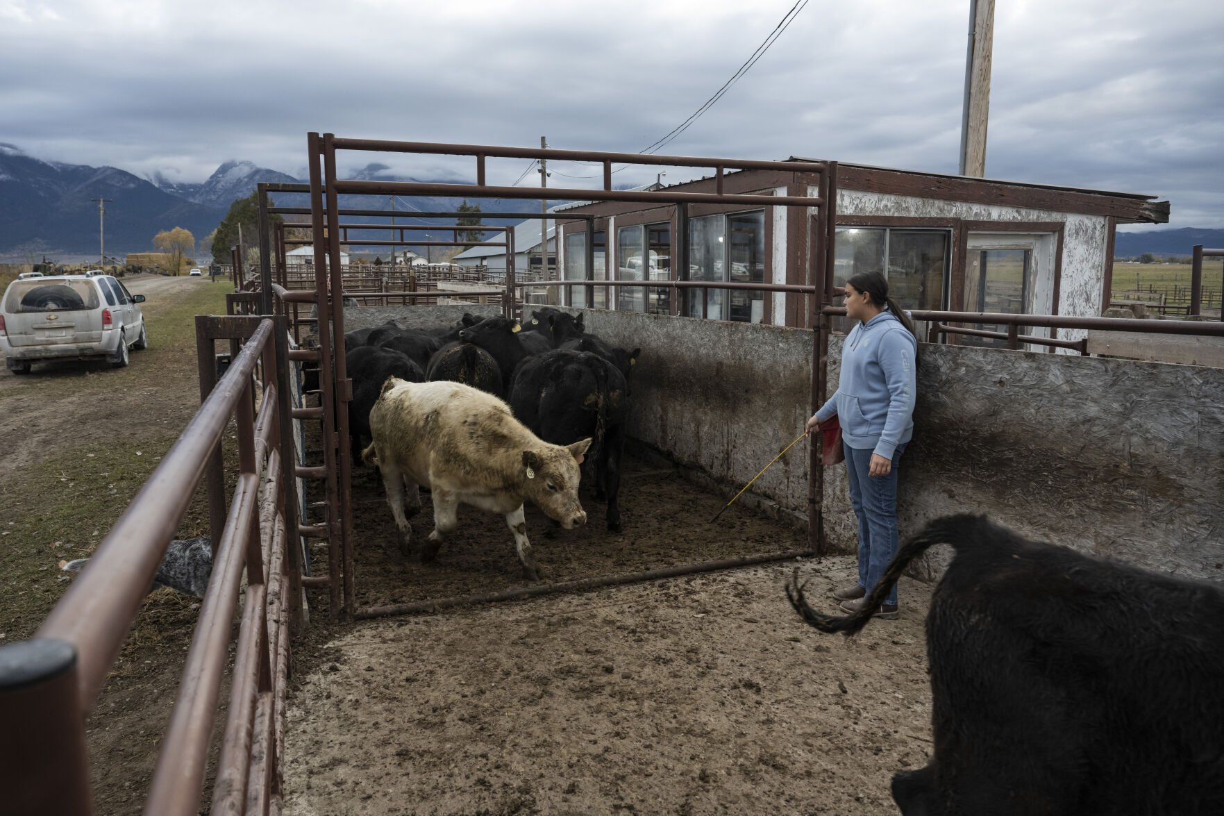 The real story behind 'Yellowstone' show's livestock cops