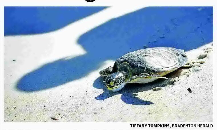 Climate change threatens sea turtles Climate change threatens sea turtles