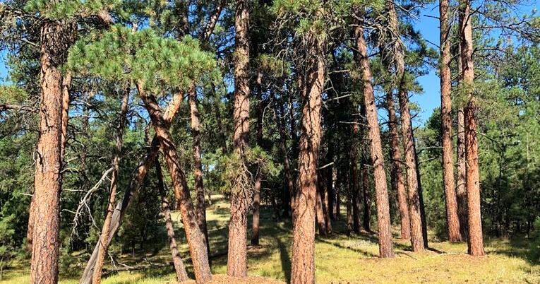 Sara Johnson: Custer-Gallatin National Forest is destroying critical ...