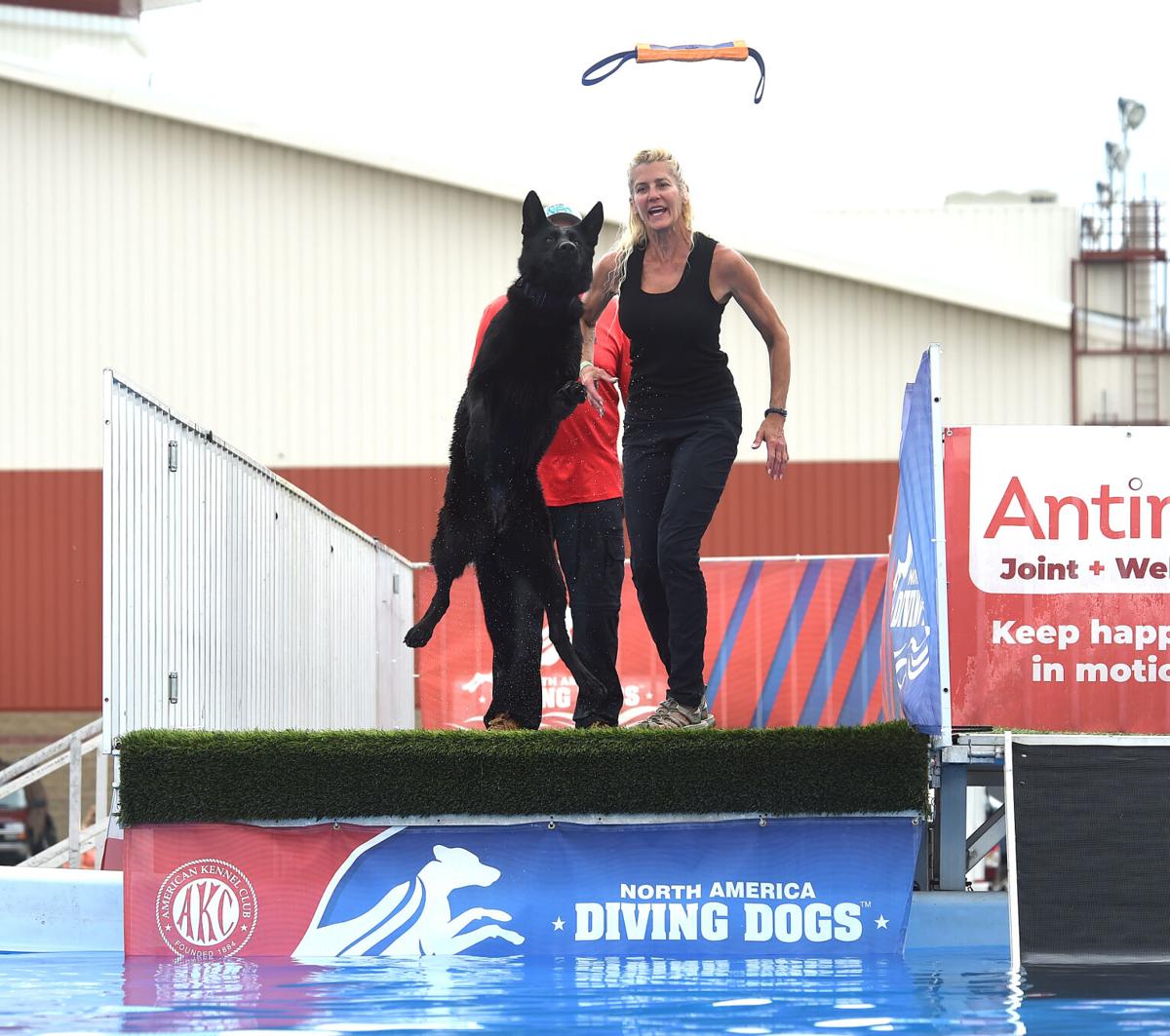 Kennel Club dog show opens at MetraPark