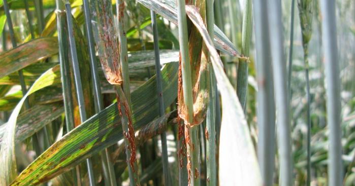 Key MSU gene research published