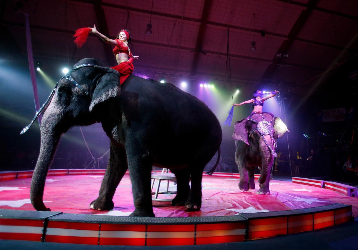 For boys and girls of all ages, the Shrine Circus is in town