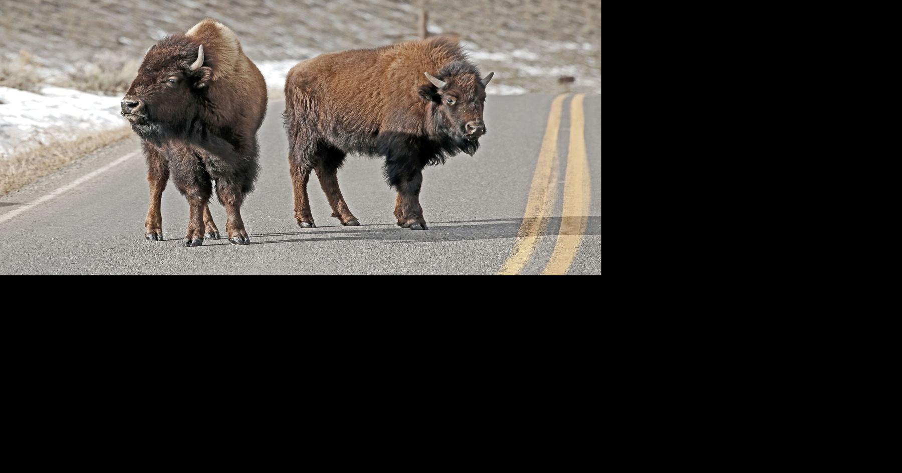 Gazette opinion: An alternative to Yellowstone bison slaughter