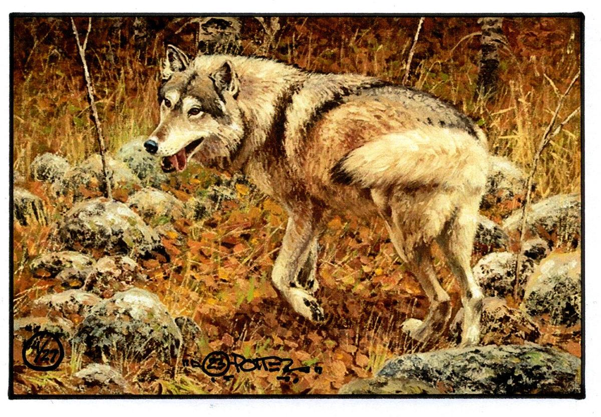 Island wolves adapt to eat sea otters