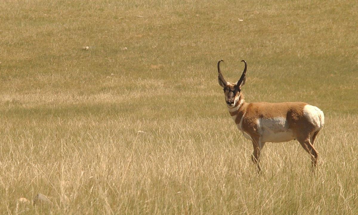 Western Wyoming pronghorn migration is late but successful