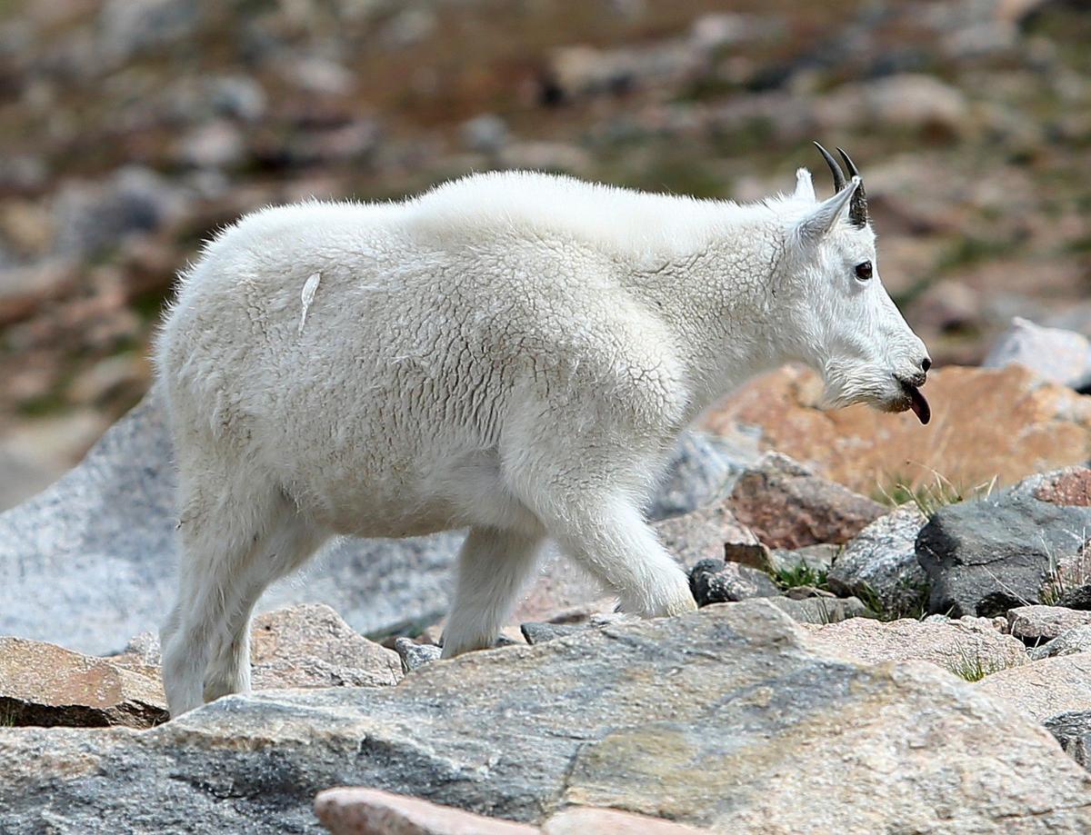More wild Alaska sheep, goats found with worrisome bacteria | Outdoors ...