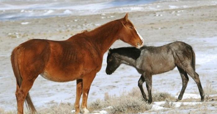 A 2nd auction of Leachman horses is set near Poplar