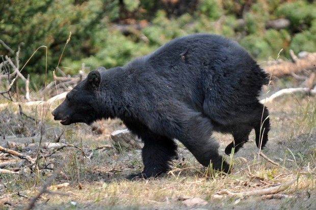 Citing increasing bear population, Utah proposes changes to hunt