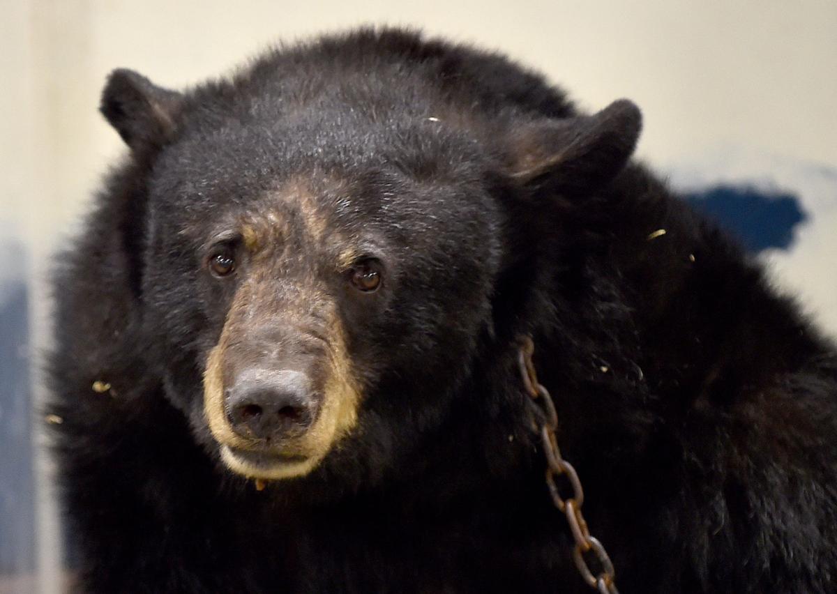 Black bears perform at Great Rockies Sportshow in Billings | Local News ...