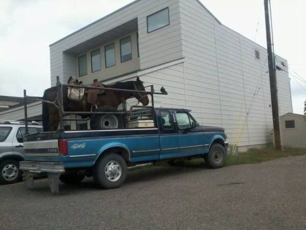 Horse riding a pickup