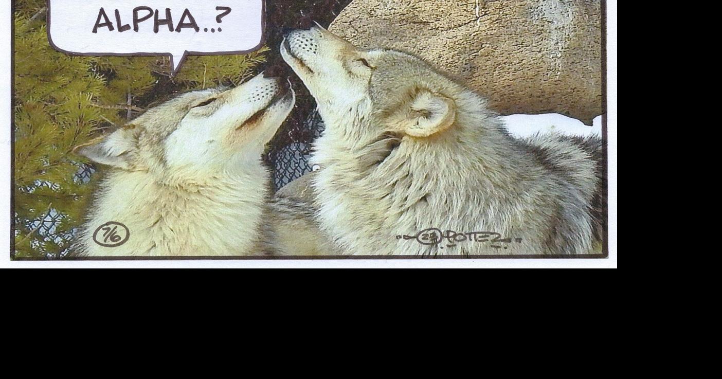 Leading wolves aren't alphas, biologist says