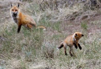 Feature photo: Springtime foxes frolic