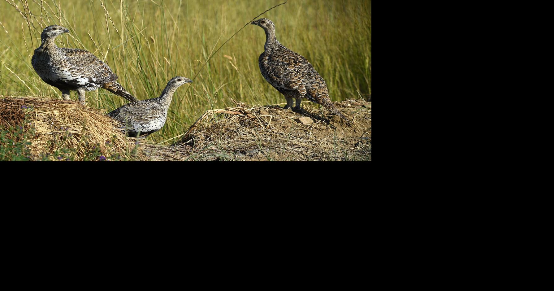 Sage grouse feed on the prairie west of Billings.