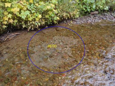 FWP, federal officials differ over Flathead bull trout spawning bed count