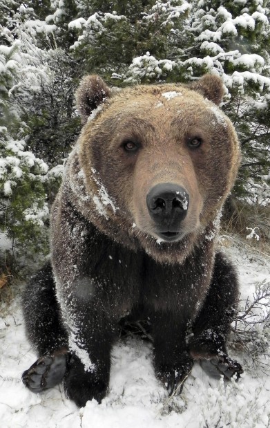 Bear in Montana mauling avoids death, can't be moved