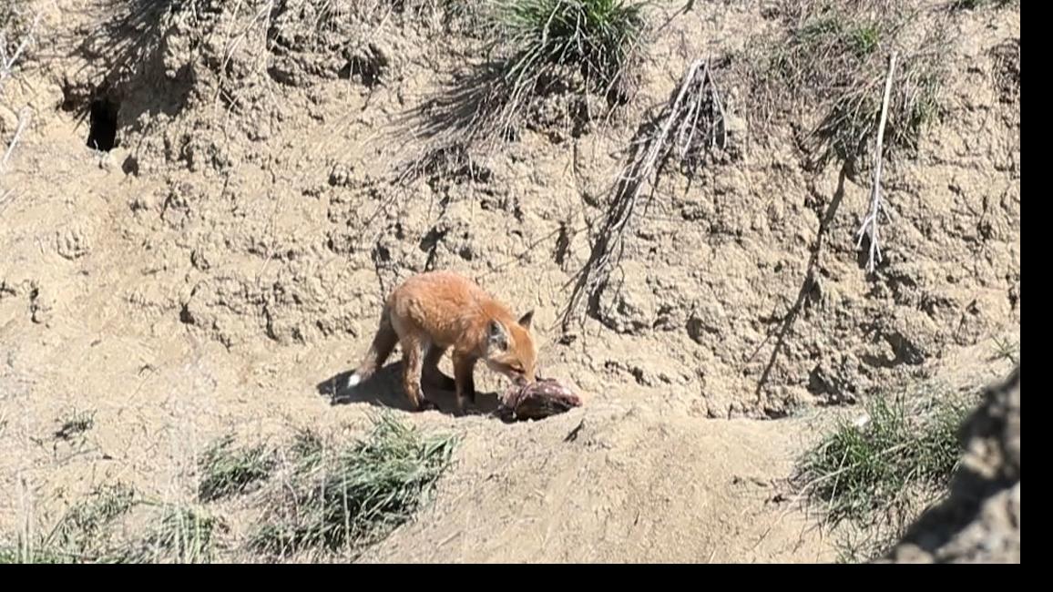 Video: What does the fox say? | Animal-bites | billingsgazette.com
