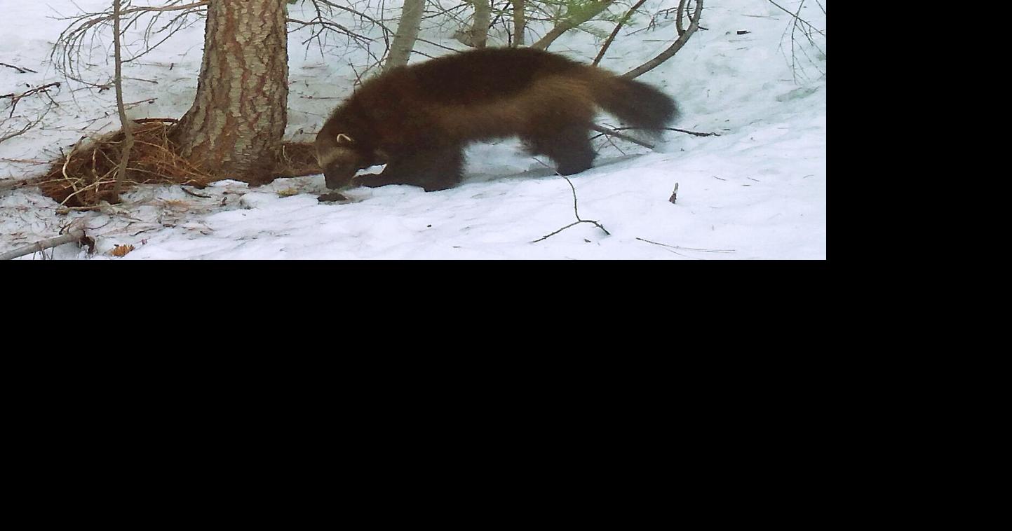 US moves to protect wolverines as climate change threatens