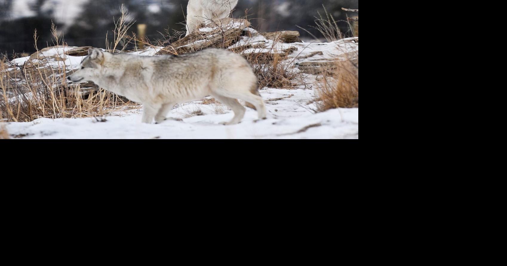 Descendants of historic Pennsylvania wolves live in Montana