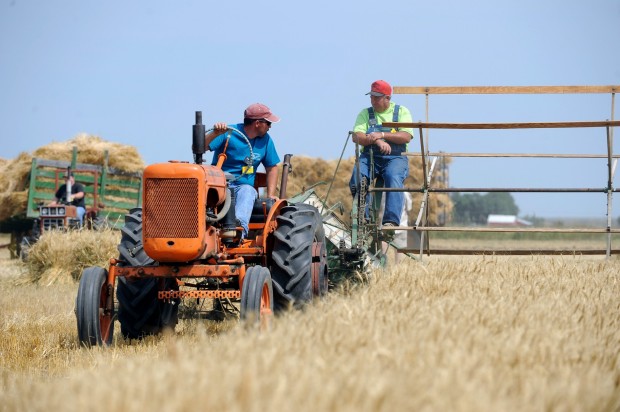 Annual Huntley threshing bee celebrates Montana's farming history