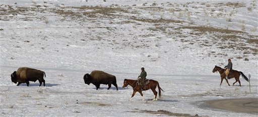 Judge: Yellowstone bison slaughter can proceed