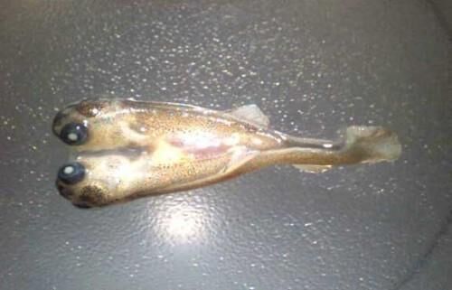 Chris Bachman: One fish, two fish - two headed Koocanu-fish?