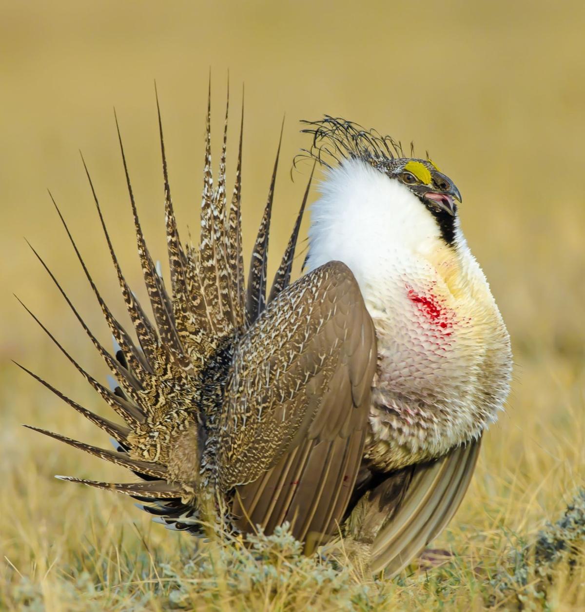 Sage grouse is at the center of national, state debates | Outdoors ...