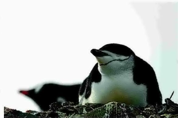 Penguin parents are power-nap champs