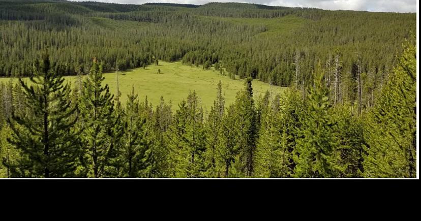 Yellowstone National Park close to logging project