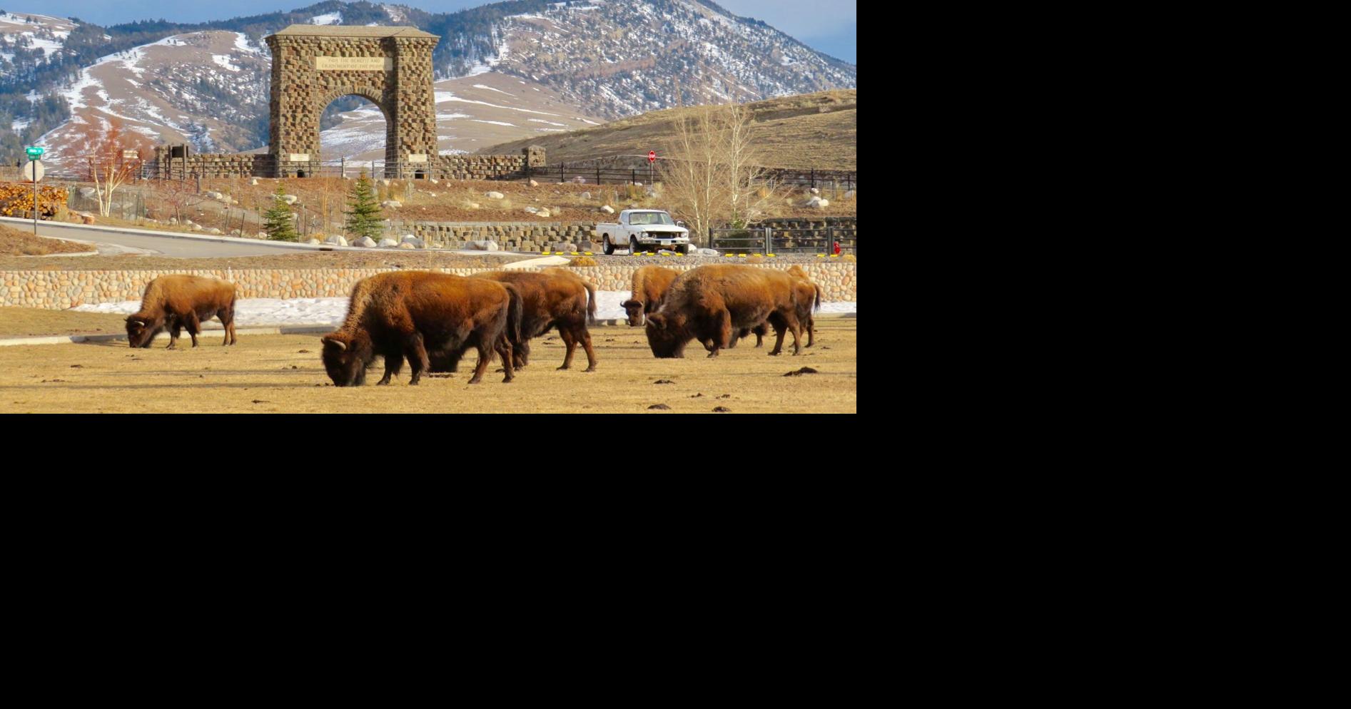 Guest opinion: Montana Indian Caucus condemns calls for responsible hunts