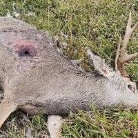 Stillwater County mule deer buck shot, left to rot