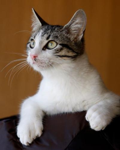 Pet of the week: Lovey Too