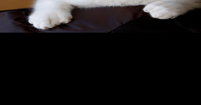 Pet of the week: Lovey Too