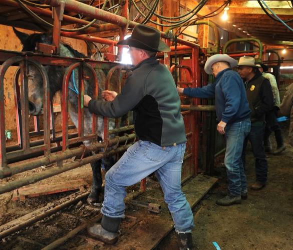 Leachman horse sale expected to start Saturday