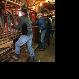 Leachman horse sale expected to start Saturday