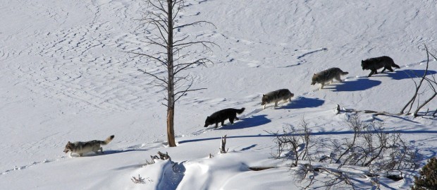 Hungry interior Yellowstone pack moves north