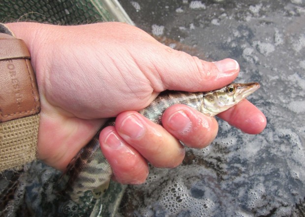 Wyoming outdoors: Sterile hybrids planted to clean up overpopulated ...